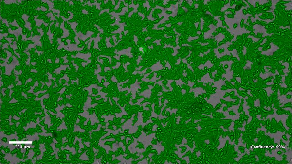 Mouse OP9-DL4 Delta-like 4 Notch Ligand Cell Line | SCC494